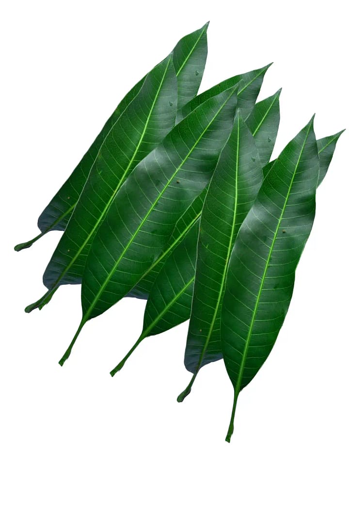 Loose Mango Leaves – 12 pcs - Bharatsastra Puja Store