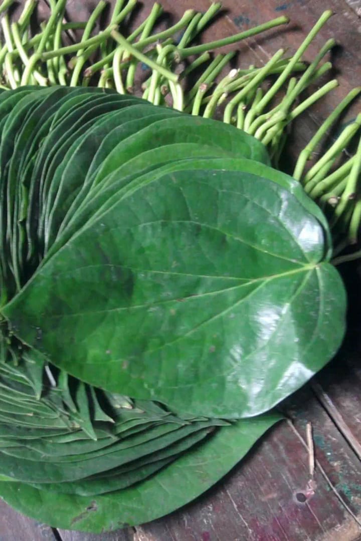 Pan pata for Puja / Betel Leaves - Bharatsastra Puja Store